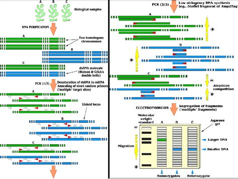 Marcadores Moleculares Mapa Mental