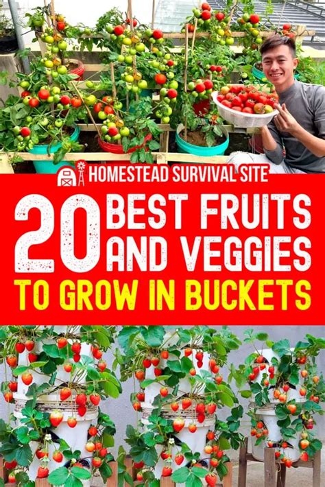 20 Best Fruits And Veggies To Grow In Buckets Artofit