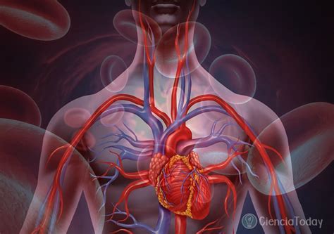 Quantos Litros De Sangue O Ser Humano Tem No Corpo