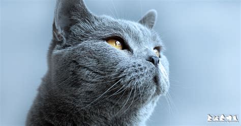 Cuántos años vive un gato