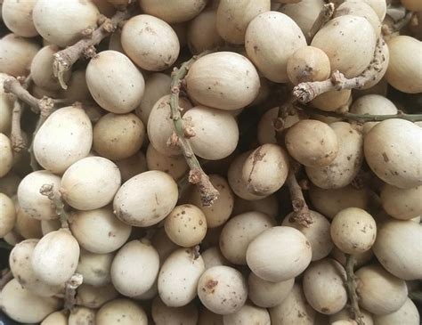 9 Manfaat Buah Langsat Yang Baik Untuk Kesehatan Mengontrol Kadar