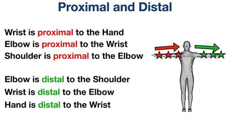 Pin On Anatomy