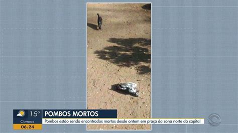 Pombos são encontrados mortos em praça de Porto Alegre Rio Grande do