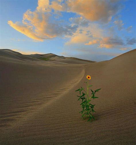 A Flower In The Middle Of The Desert Landscape Desert Flowers