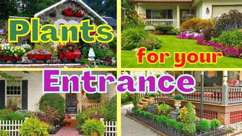 15 Best Plants For Front Door Plants For Your Entrance YouTube