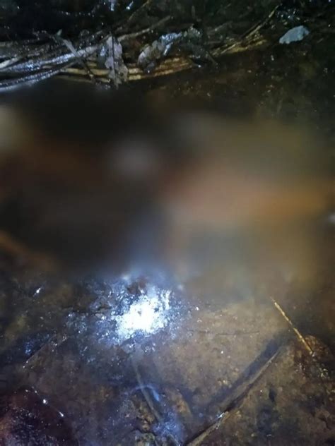 XAMBIOÁ Cadela encontra corpo em avançado estado de decomposição