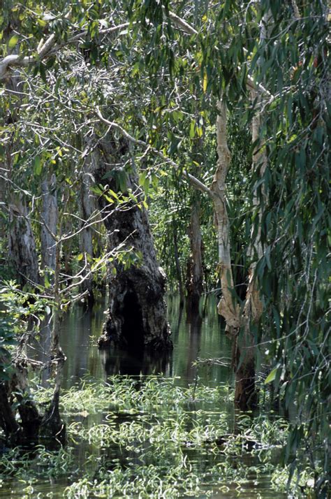 3 Manglares y humedales Los ecosistemas acuáticos de la biosfera