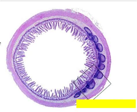 Ileum Diagram Quizlet