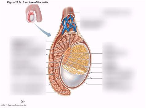 Structure Of The Testis Diagram Quizlet