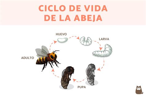 Ciclo de vida de las abejas Reinas obreras y zánganos