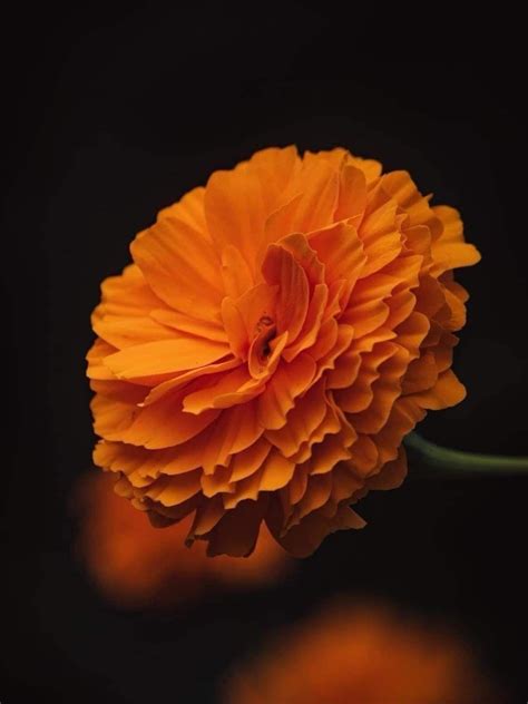 La Leyenda de la Flor de Cempasúchil Visitala Radio