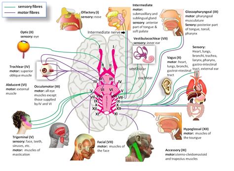 Brain Nerves Diagram Anatomy System Human Body Anatomy Diagram And