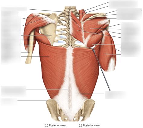 Chapter Posterior Torso Labeling Diagram Quizlet