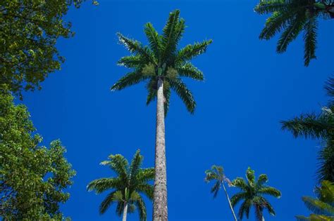 Cuáles son las diferencias entre palmeras y árboles