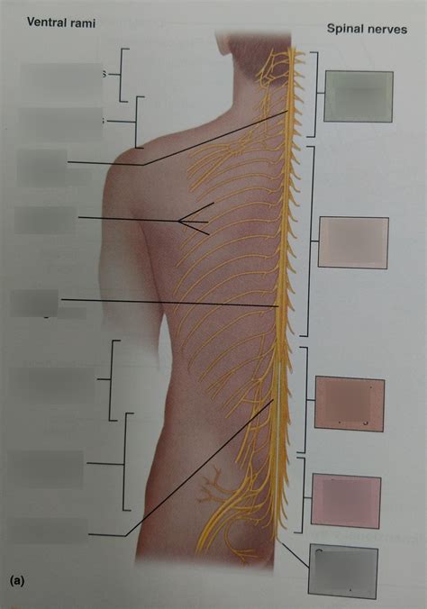 Human Spinal Nerves Diagram Quizlet