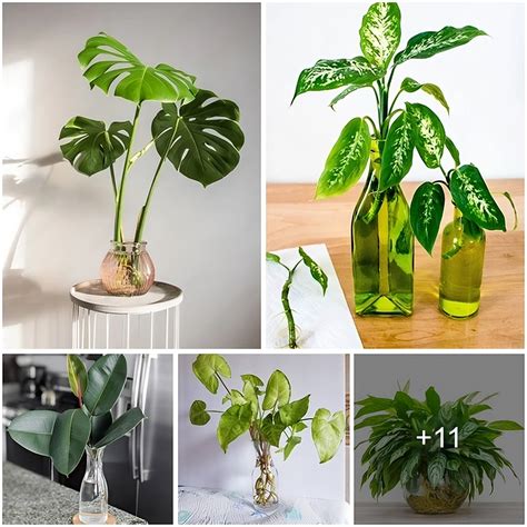13 Big Leaf Houseplants That Grow In Just Water Best Art Zone