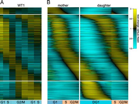 figure 4 from branching process deconvolution algorithm reveals a detailed cell cycle