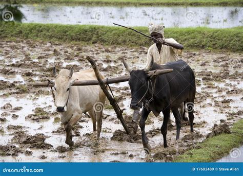 Paddy Field Near Karaikudi Tamil Nadu India Editorial Stock Image