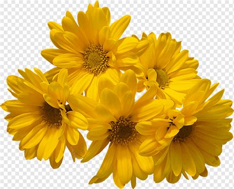 Buquê de flores Margarida amarela comum flor azul adesivo planta