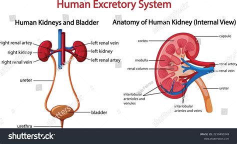 Human Excretory System Diagram Labeled
