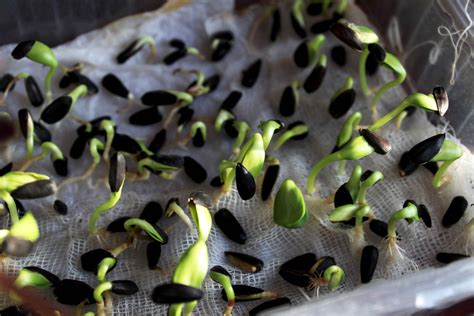 Total 81 Imagen Semilla De Girasol Cuanto Tarda En Germinar Abzlocal Mx