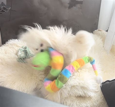 淡雪 on Twitter RT kawai nu san 今日の犬