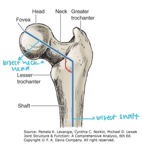 Hip Biomechanics Flashcards Quizlet