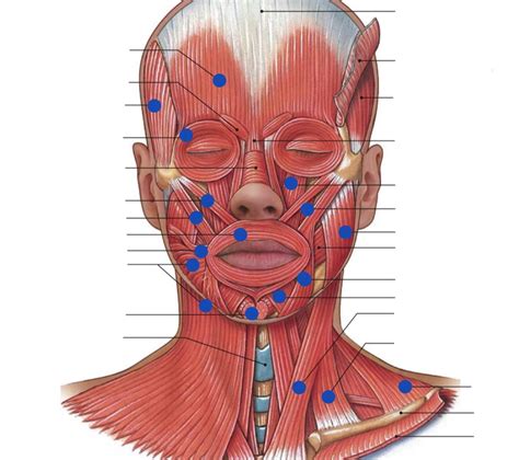 Honors Anatomy Muscles Of Face Neck Diagram Quizlet