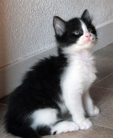 APAGI Pick CHAT Européen à la robe Noir et blanc