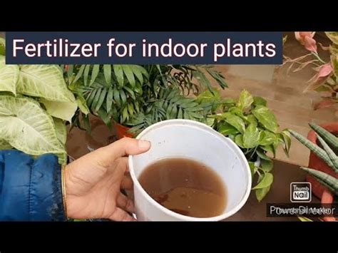 Best Fertilizer For Indoor Plants How To Fertilize Hindi Youtube