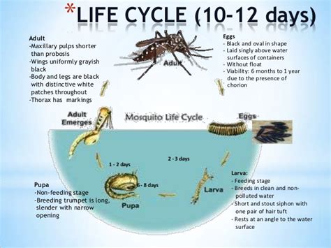 Dengue Mosquito Life Cycle