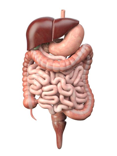 Intestino Delgado Funciones Clave VRIM