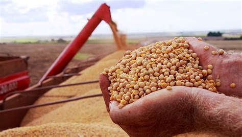 Entenda Como O Brasil Se Tornou O Maior Produtor E Exportador De Soja