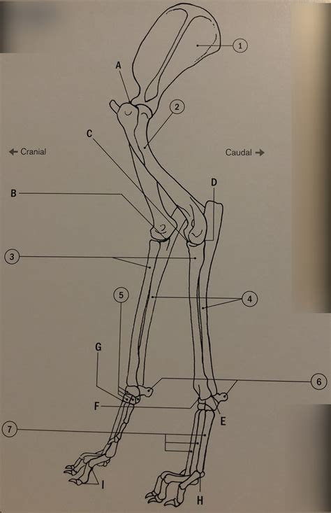 Canine Forelimb Bones Diagram Quizlet