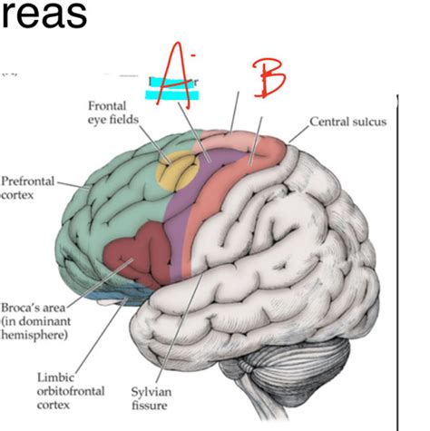Cerebrum Flashcards Quizlet