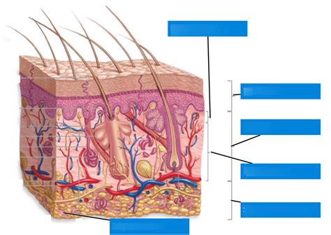 Layers Of The Skin Diagram Quizlet