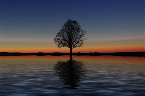 Tree 4k Wallpapers Top Free Tree 4k Backgrounds WallpaperAccess