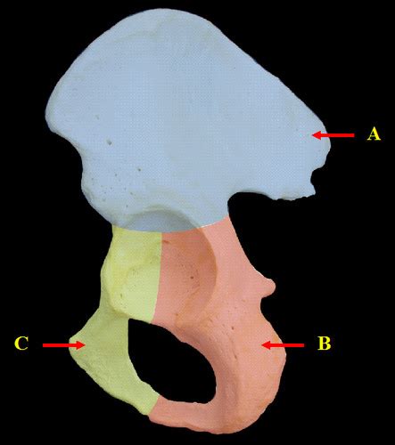 Anatomy Pelvic Osteology Bladder Rectum Reproductive Organs