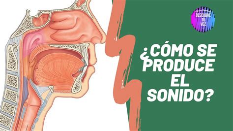 Como Se Produce El Sonido Vocal YouTube