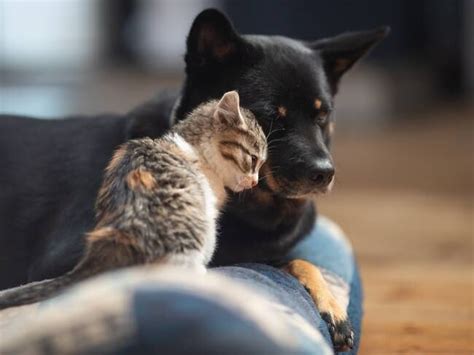 Día Mundial de los Animales Por qué se celebra este 4 de octubre