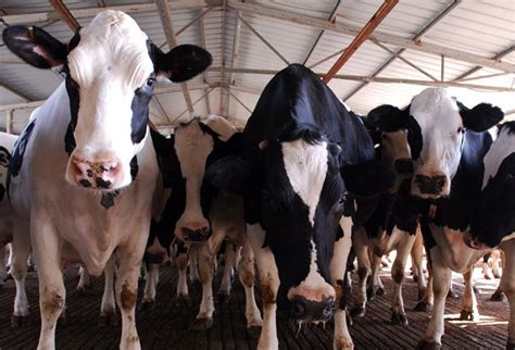 National Livestock Development Board Ridiyagama Farm
