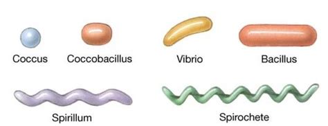 Microbio Exam Flashcards Quizlet