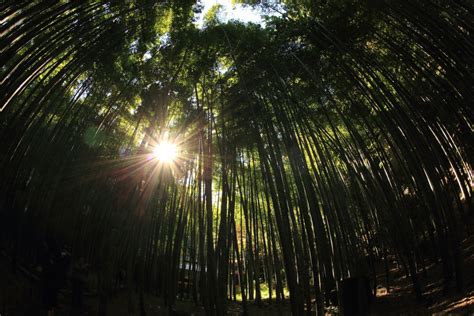 Fotos gratis árbol ligero noche luz de sol reflexión oscuridad