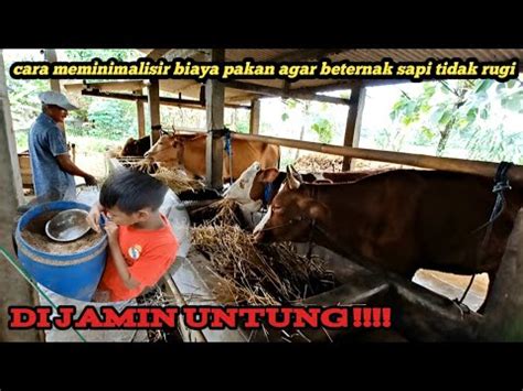 Ternak Sapi Sukses Cara Meminimalisir Biaya Pakan Dengan Jerami Kering