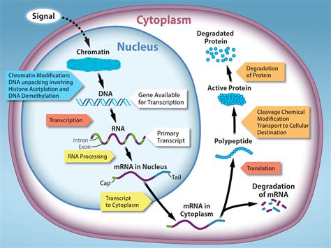 Which Molecules In Eukaryotic Cells Regulate Gene Expression