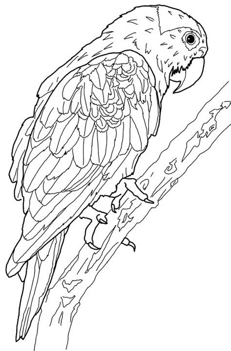 Desenhos De Papagaio Para Colorir Pop Lembrancinhas