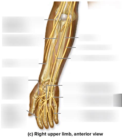 Diagram Of The Nerves Of The Forearm And Hand Quizlet