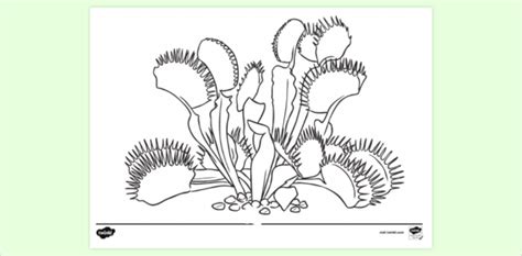 32 Venus Fly Trap Coloring Page PNG