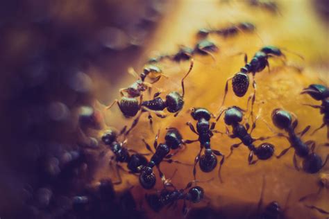 Les Solutions Anti Fourmis 100 Naturelles Les Plus Efficaces