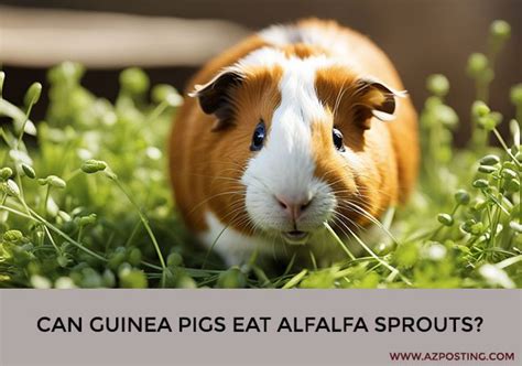 Can Guinea Pigs Eat Alfalfa Sprouts A Comprehensive Guide